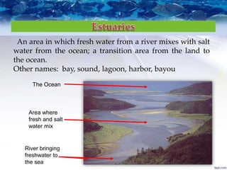 Marine Ecosystem | PPTX