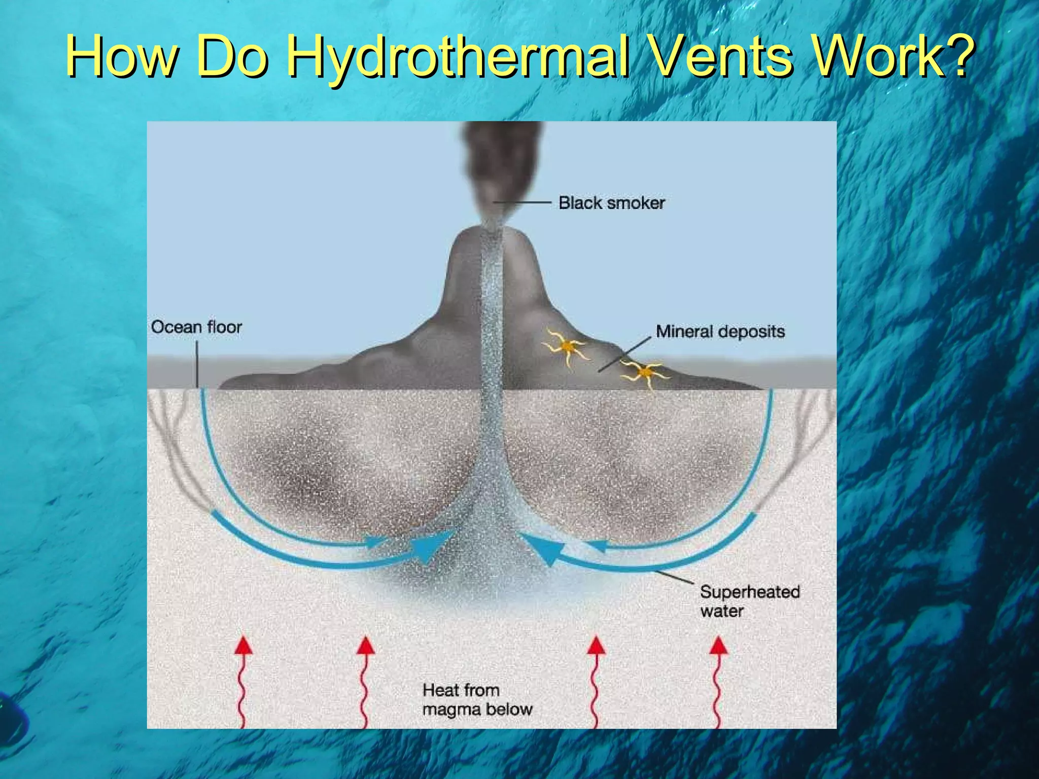 Marine Ecosystems | PPT
