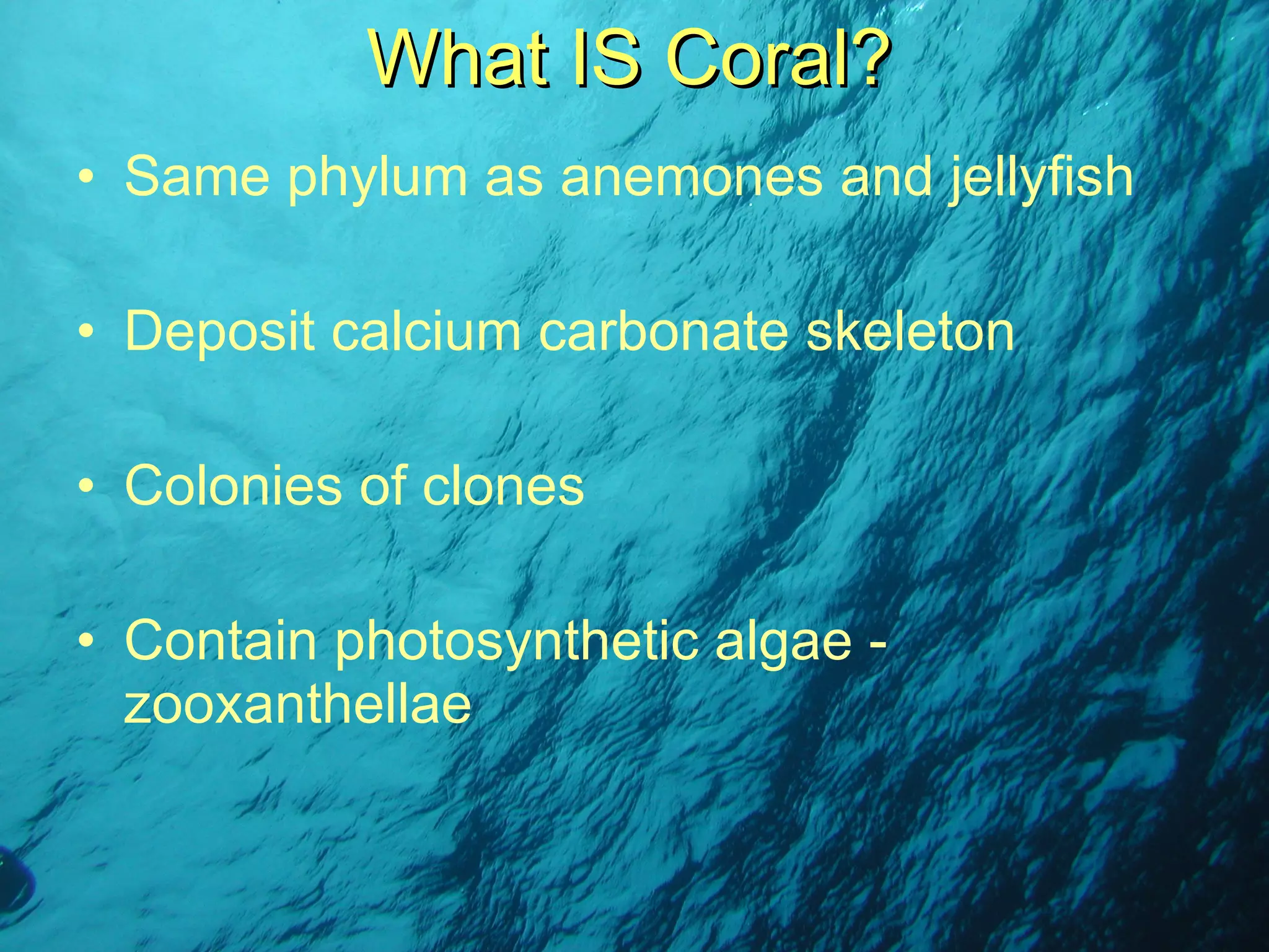 Marine Ecosystems | PPT