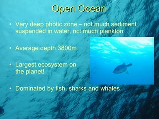 Marine Ecosystems | PPT | Geography | Science