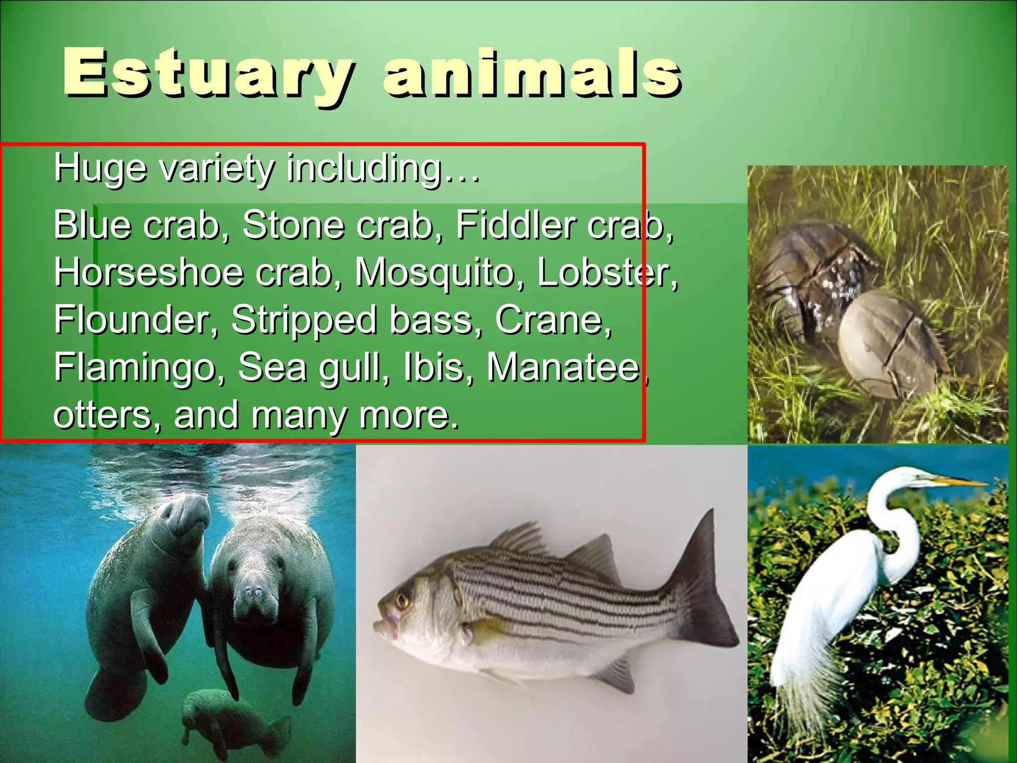 Marine ecosystems | PPT