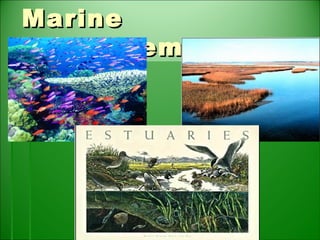 Marine ecosystems | PPT