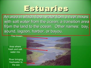 Marine ecosystems | PPT