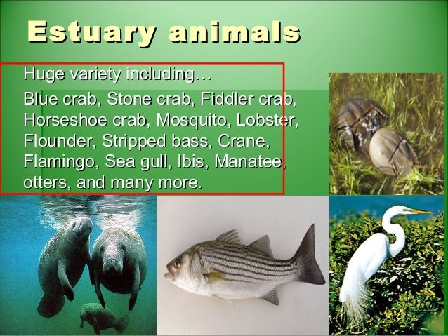Estuary Animals