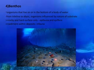 Marine ecosystem | PPTX