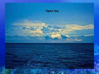 Marine ecosystem | PPT