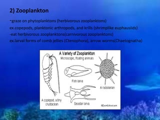 Marine ecosystem | PPT