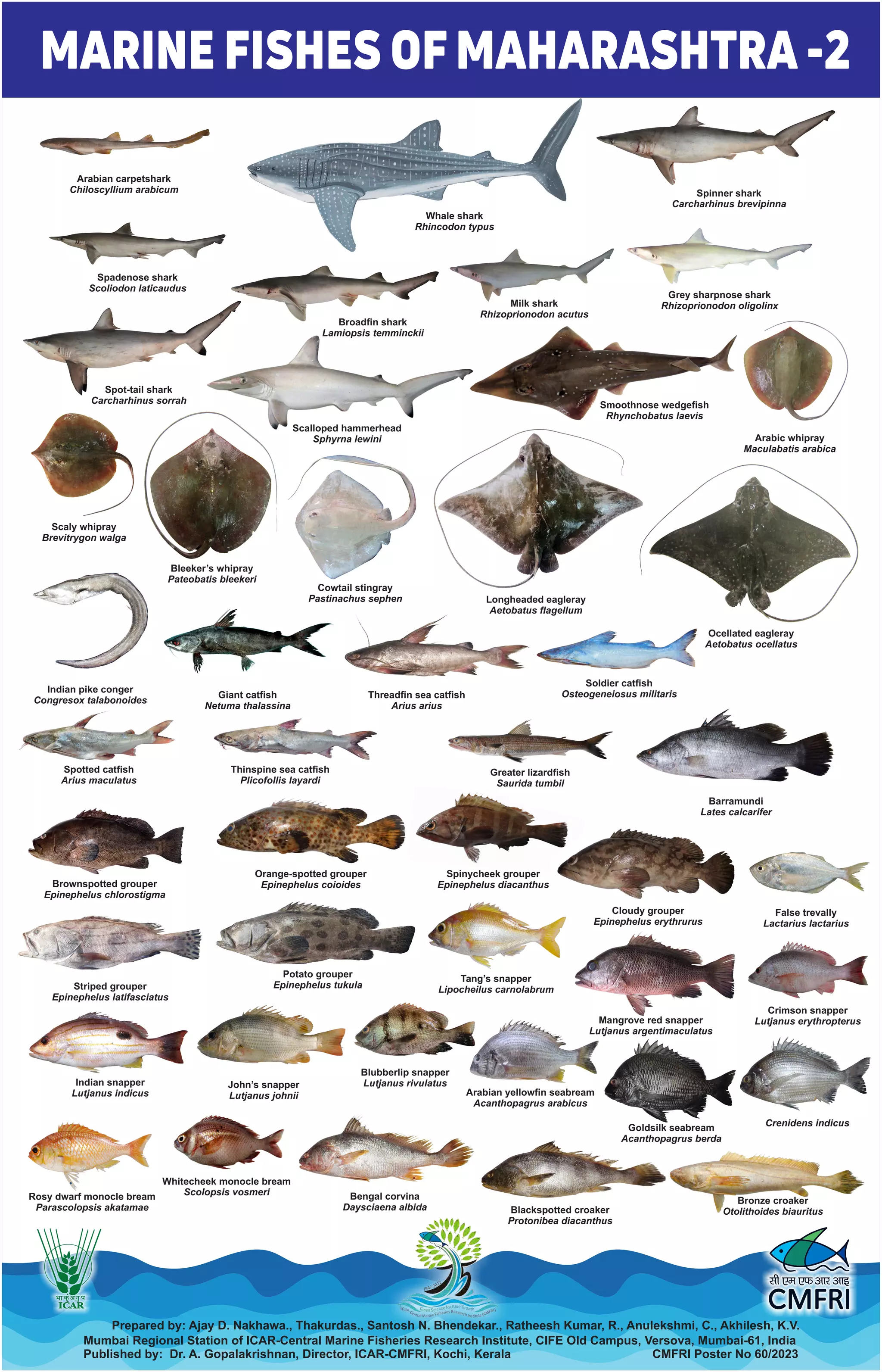 Marine fisheries resources and marine species of India.pdf