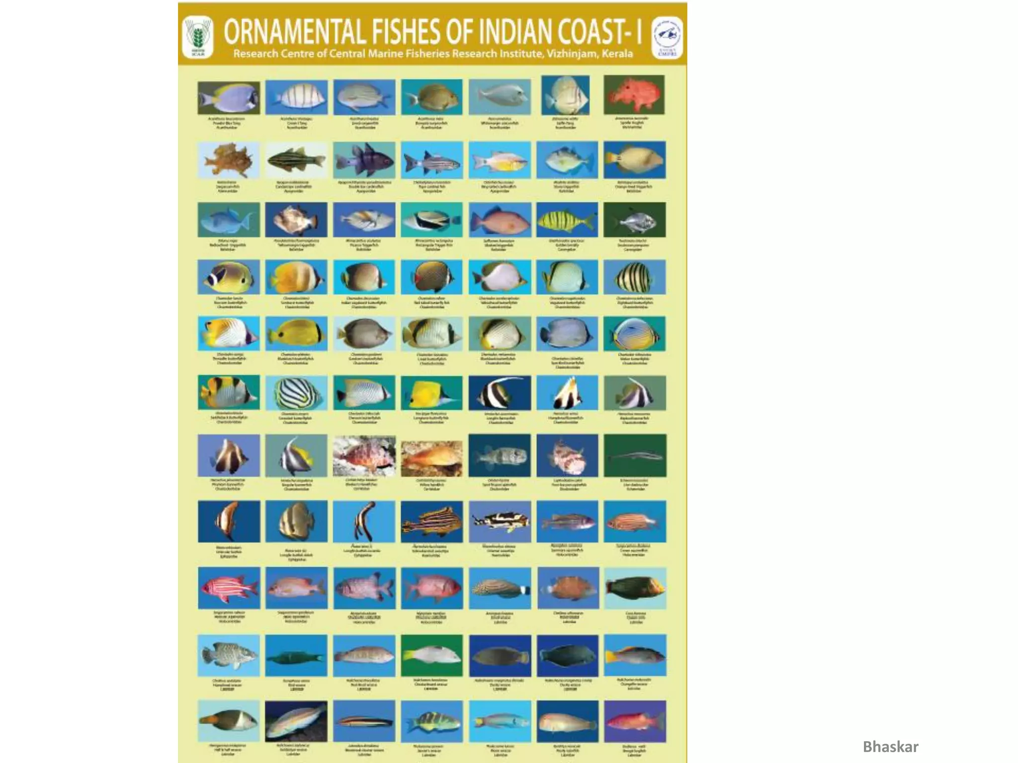 Marine fisheries resources and marine species of India.pdf