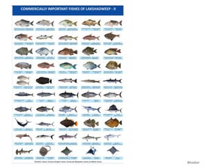 Marine fisheries resources and marine species of India.pdf