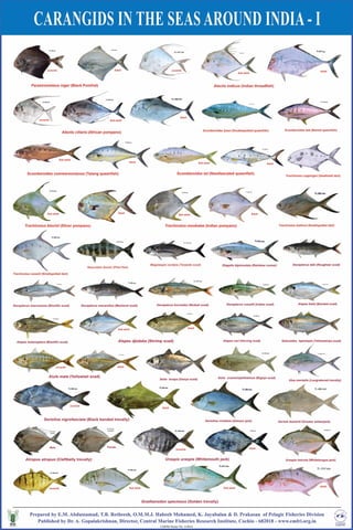 Marine fisheries resources and marine species of India.pdf