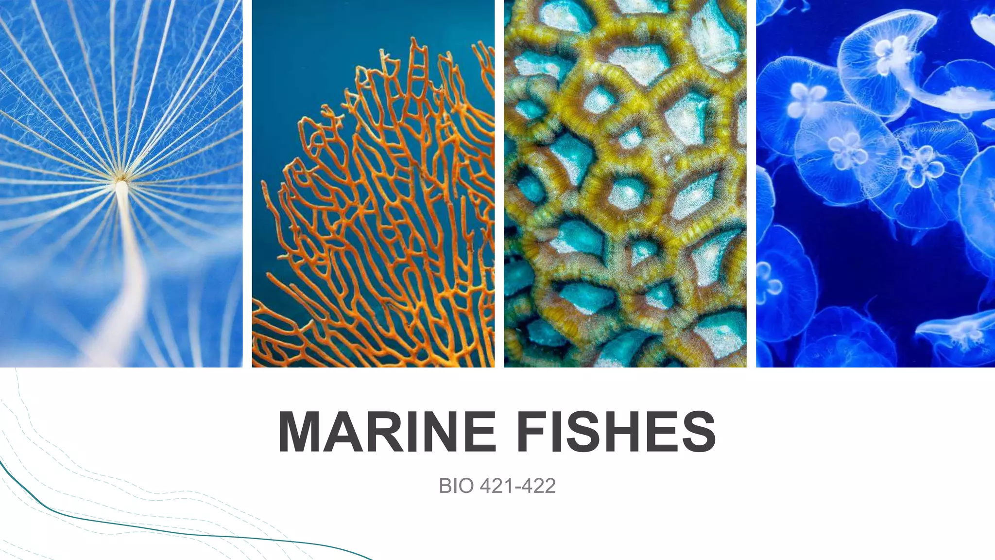 MARINE FISHES [Autosaved].pptx