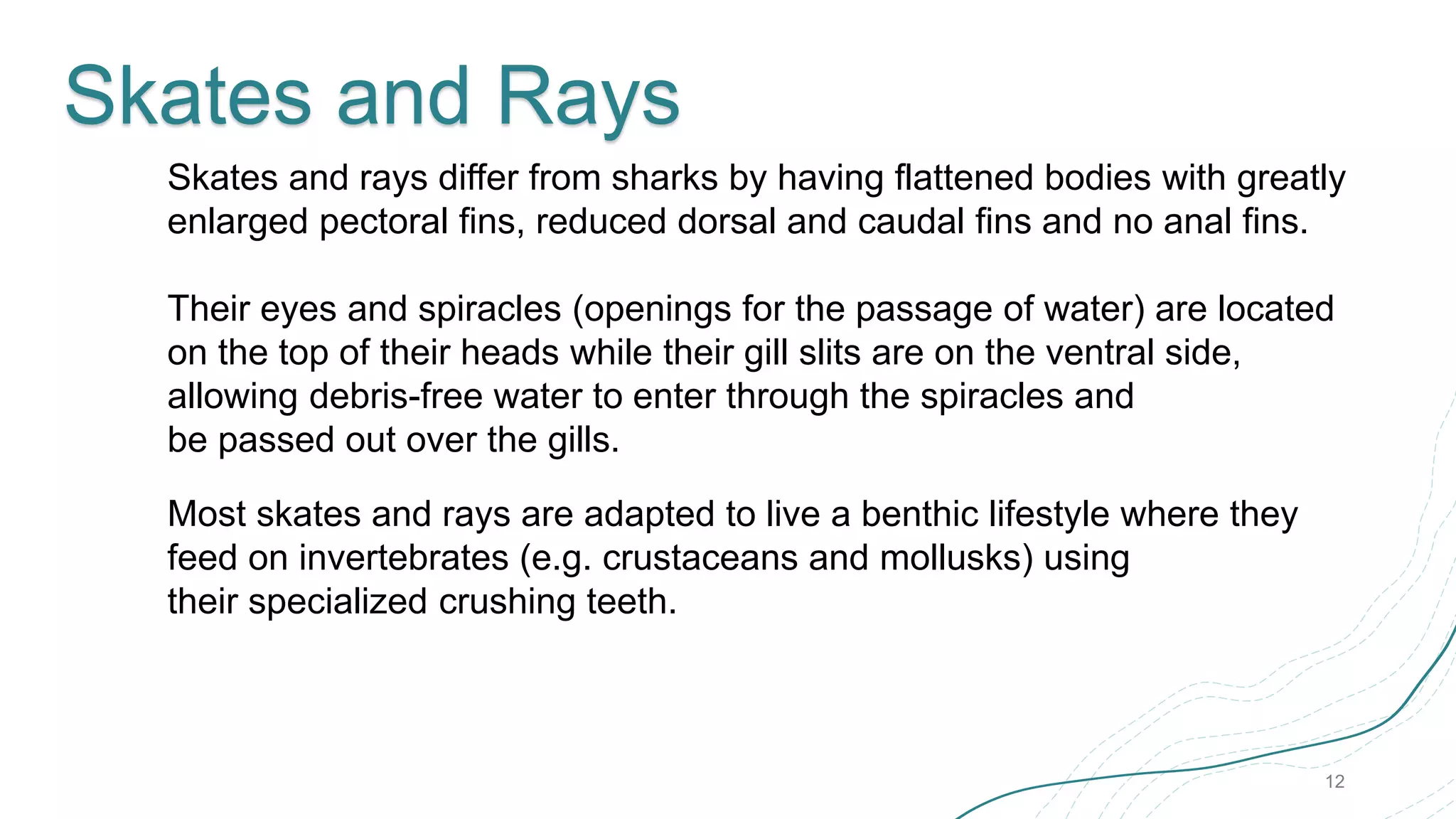 MARINE FISHES [Autosaved].pptx