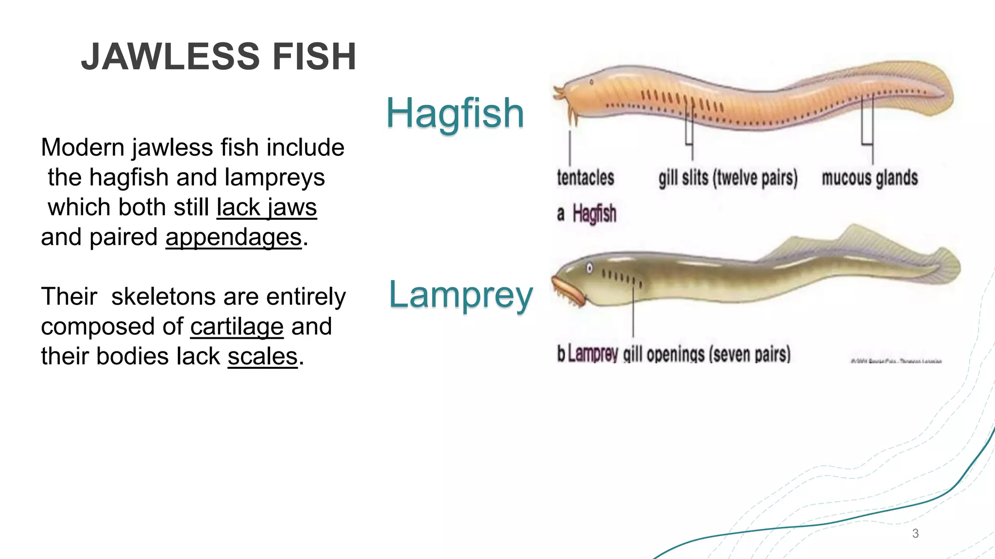 MARINE FISHES [Autosaved].pptx