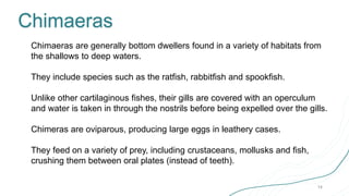 MARINE FISHES [Autosaved].pptx