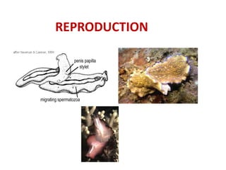 Reproduction Of Marine Flatworms