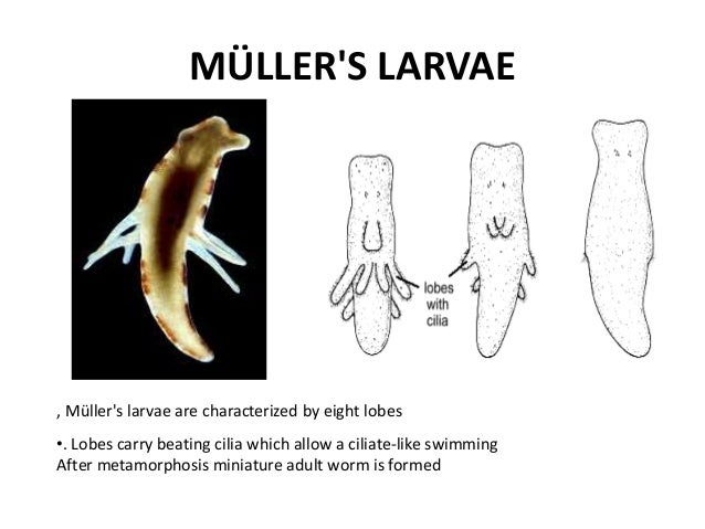 Marine flatworms