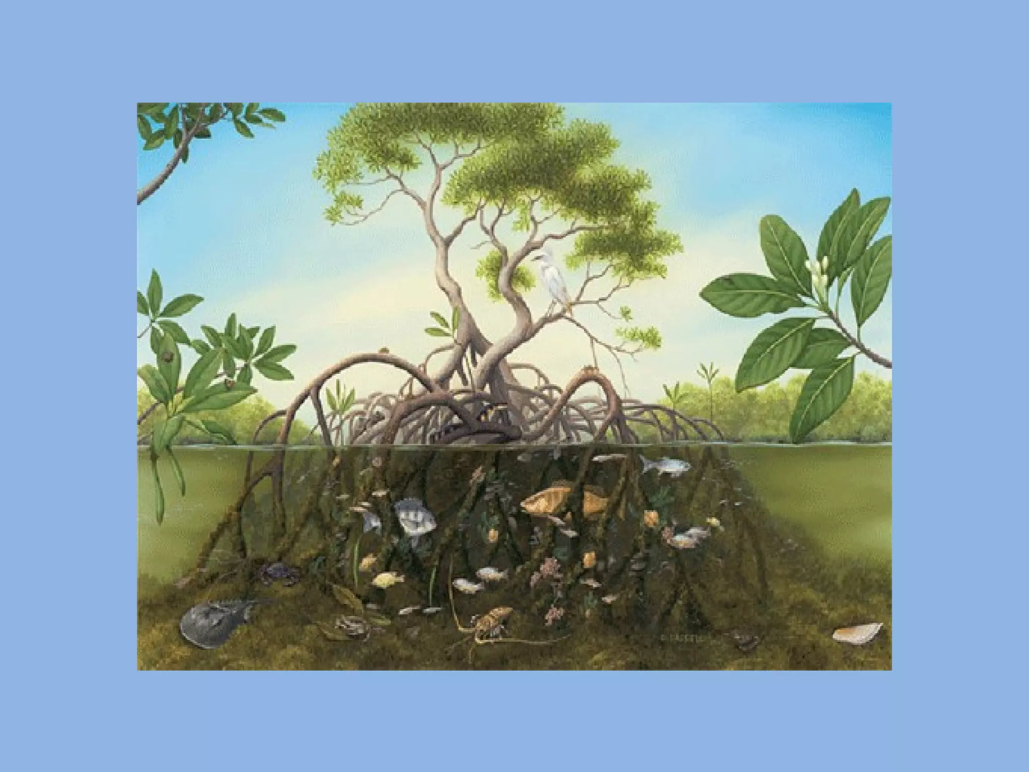 Marine flowering plants | PPT