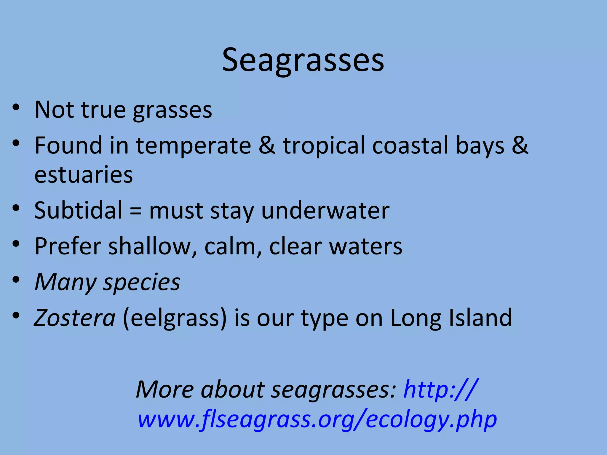 Marine flowering plants | PPT