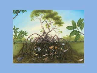 Marine flowering plants | PPT