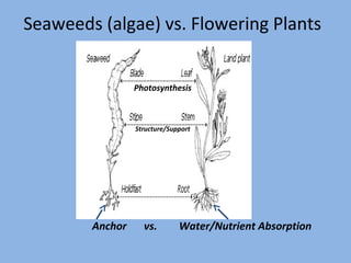 Marine flowering plants | PPT