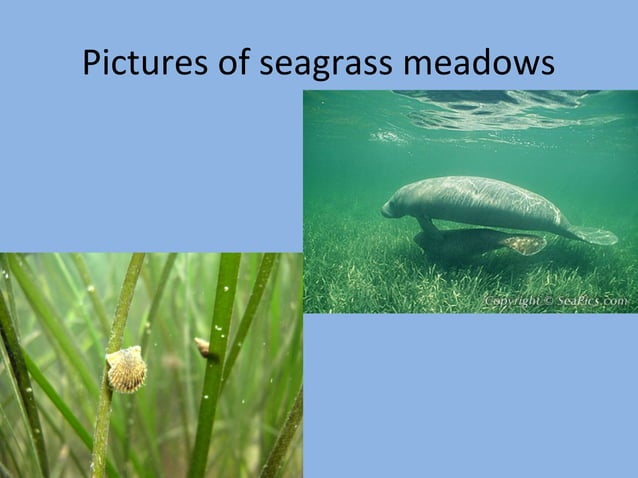 Marine flowering plants | PPT