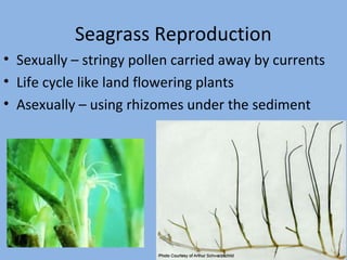 Marine flowering plants | PPT