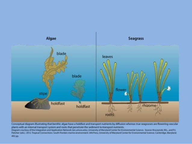 List Of 4 Commonly Found Algae With Diagram