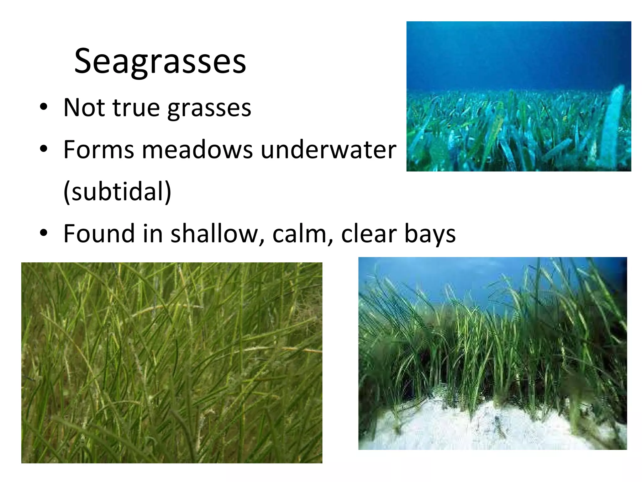 Marine flowering plants powerpoint | PPT