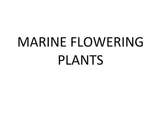 Marine flowering plants powerpoint | PPT