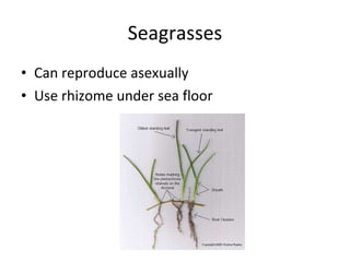Marine flowering plants powerpoint | PPT