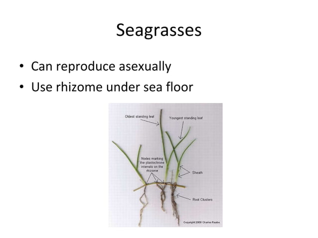 Marine flowering plants powerpoint | PPT | Free Download