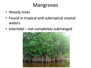 Marine flowering plants powerpoint | PPT