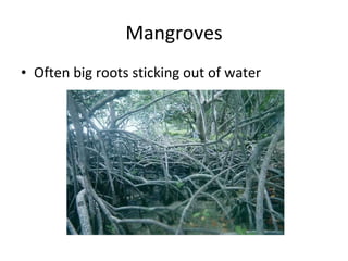 Marine flowering plants powerpoint | PPT