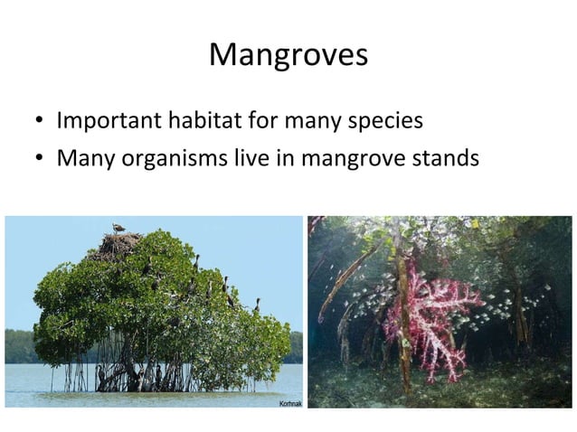 Marine flowering plants powerpoint | PPT | Free Download