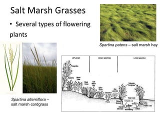 Marine flowering plants powerpoint | PPT