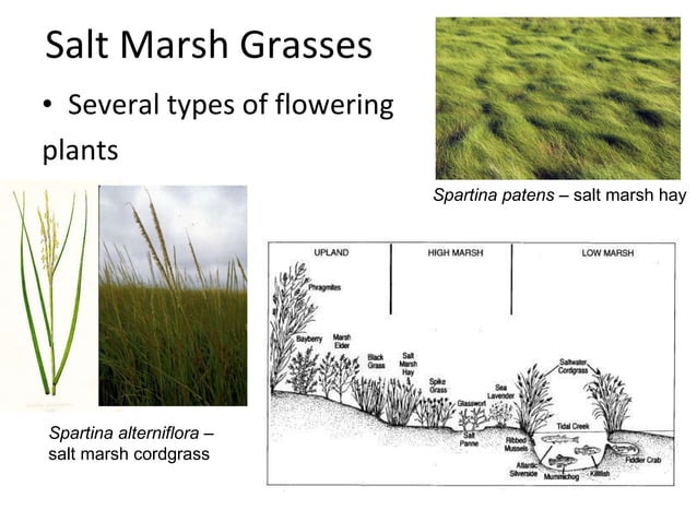 Marine flowering plants powerpoint | PPT | Free Download