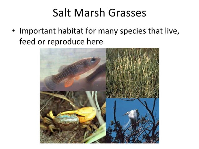 Marine flowering plants powerpoint | PPT | Free Download