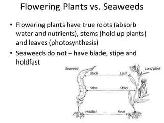 Marine flowering plants powerpoint | PPT