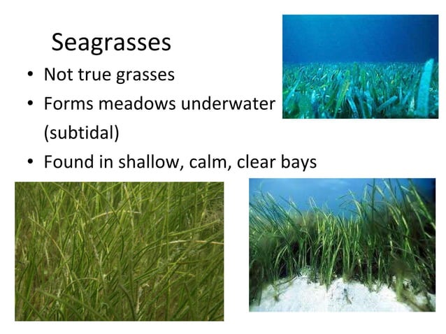 Marine flowering plants powerpoint | PPT | Free Download