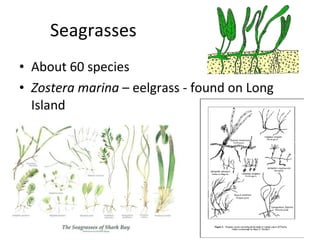 Marine flowering plants powerpoint | PPT