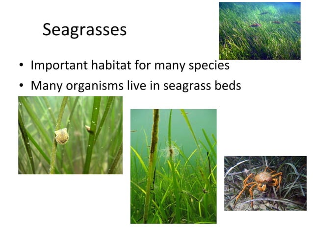 Marine flowering plants powerpoint | PPT