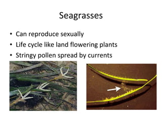 Marine flowering plants powerpoint | PPT