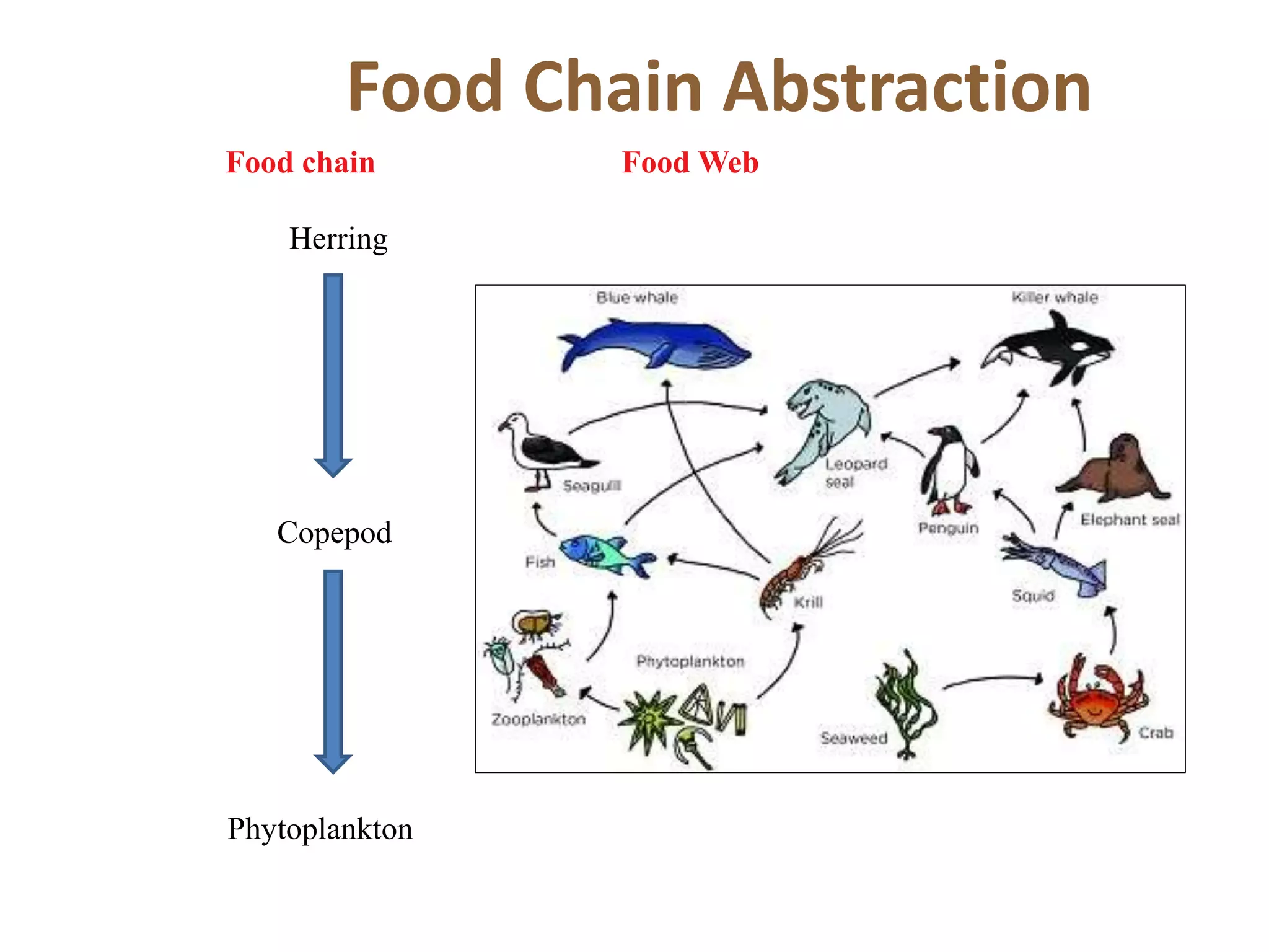 Marine food chain | PPTX