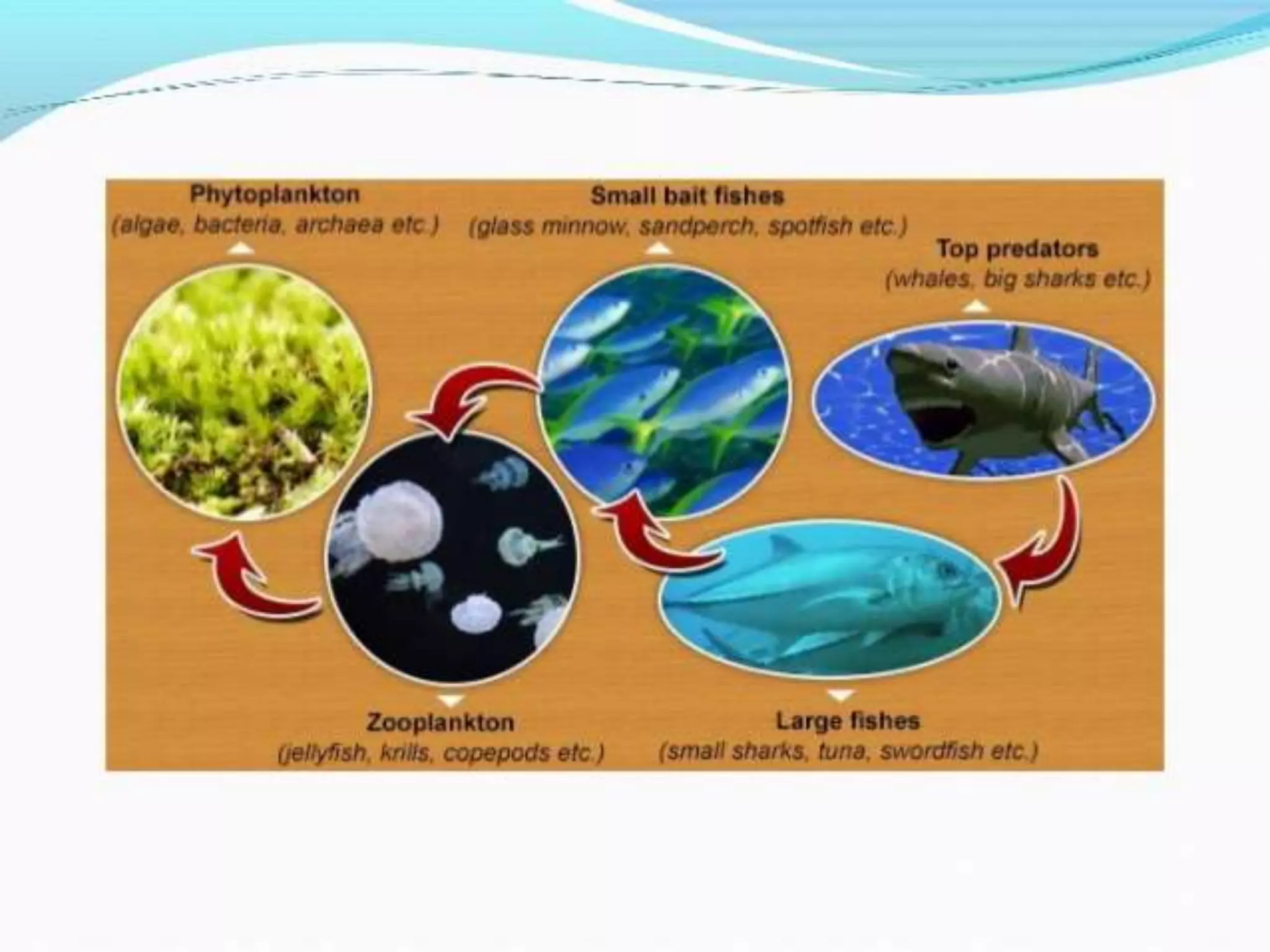 Marine food chain | PPTX