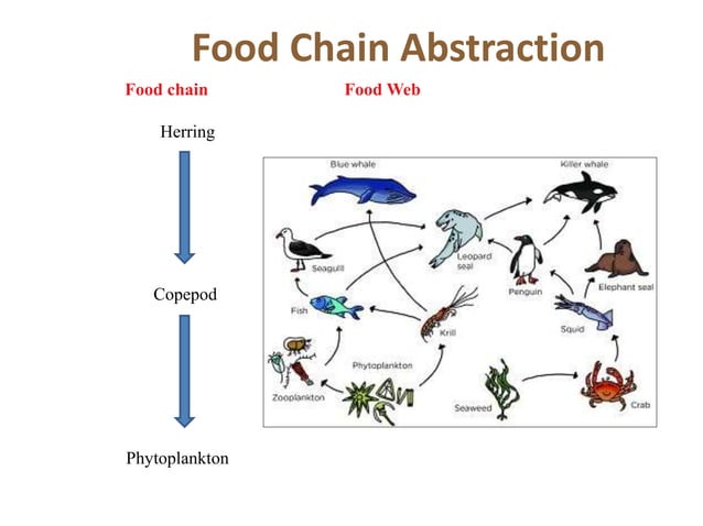 Marine food chain | PPTX | Food & Drink