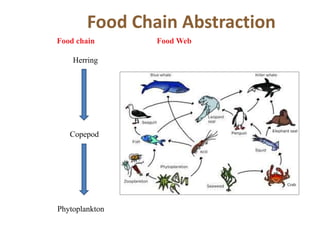 Marine Food Web