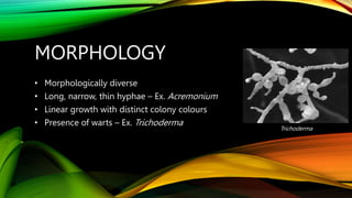 marine fungi.pptx
