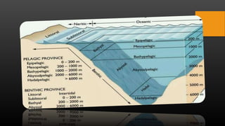Marine geology | PPTX