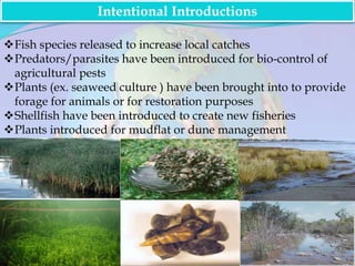 Marine bio invasion | PPTX